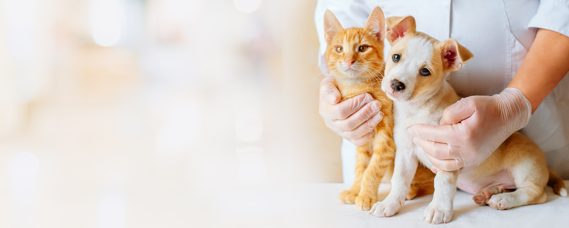 Animal Health - Syngene International Ltd